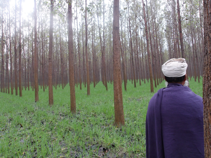 Our agroforestry project in Punjab to sequester carbon emissions